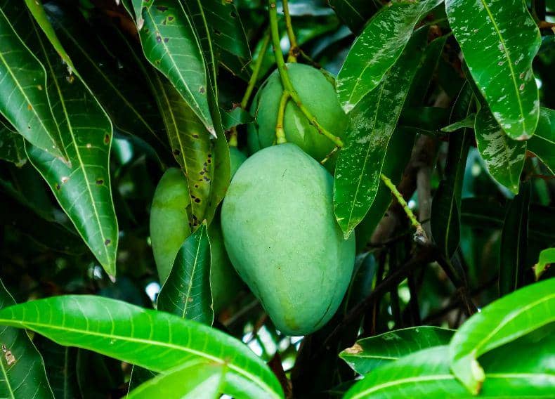 5 Jenis Mangga yang Paling Cocok untuk Rujak | IDN Times