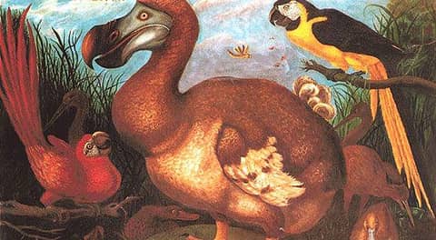 6 Fakta Burung Dodo, Kepunahannya Disebabkan oleh Kedatangan | IDN Times