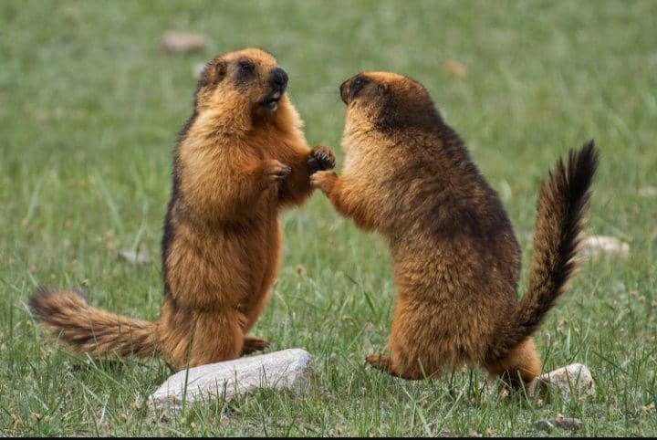 5 Spesies Marmut yang Hidup di Padang Rumput, Punya Peran Ek | IDN Times