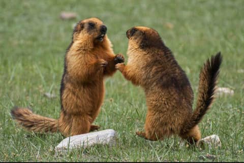 5 Spesies Marmut yang Hidup di Padang Rumput, Punya Peran Ek | IDN Times