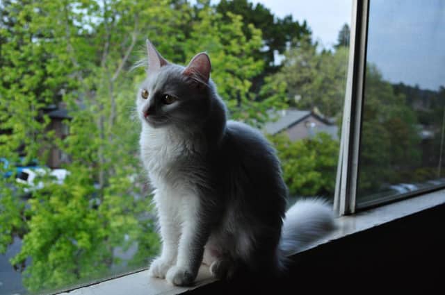 5 Kucing Terkecil di Dunia, Apa Saja? | IDN Times