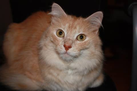 5 Kucing Terkecil di Dunia, Apa Saja? | IDN Times