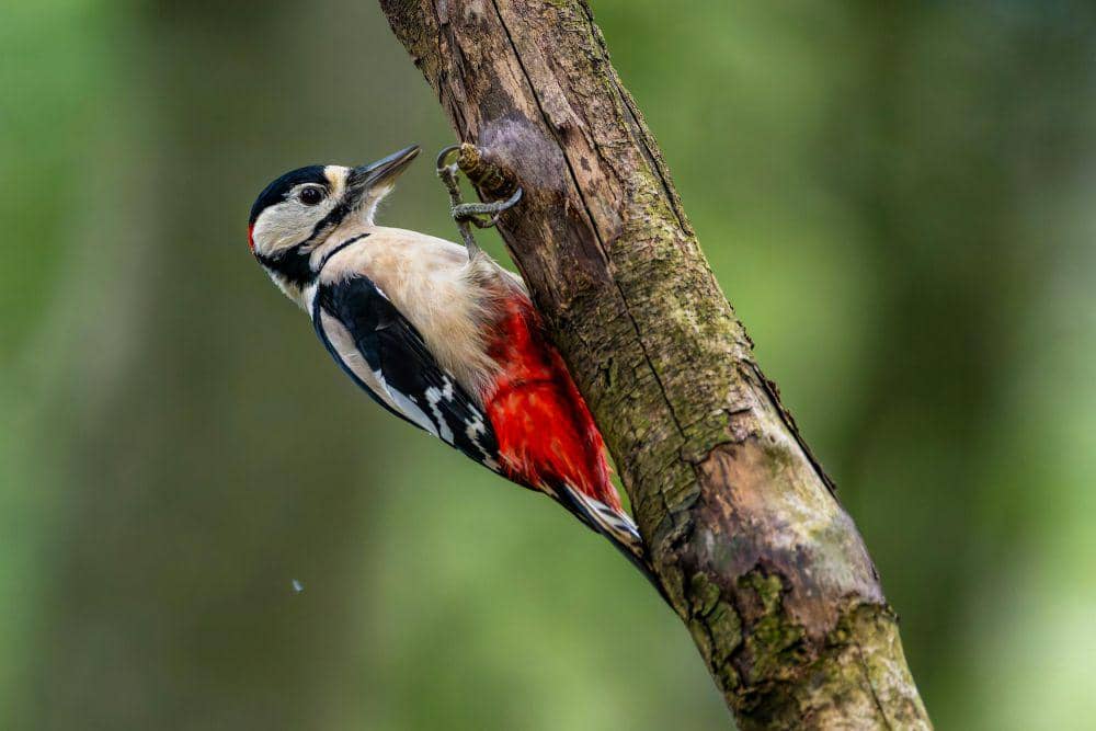 5 Fakta Menarik Burung Pelatuk, Punya Lidah yang Panjang! | IDN Times