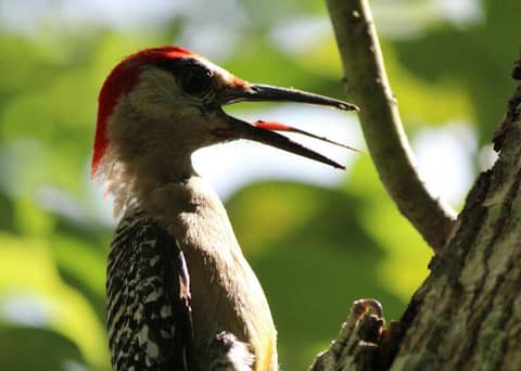 5 Fakta Menarik Burung Pelatuk, Punya Lidah yang Panjang! | IDN Times