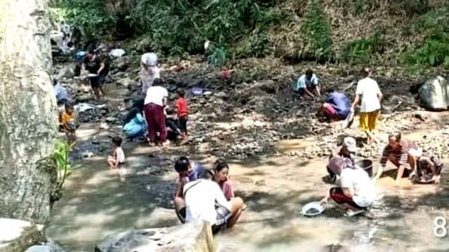 Harga Gambir Anjlok, Petani di Lima Puluh Kota Beralih jadi Penambang ...