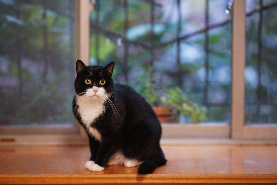 Kenapa Kucing Semakin Gemuk Setelah Disteril | IDN Times