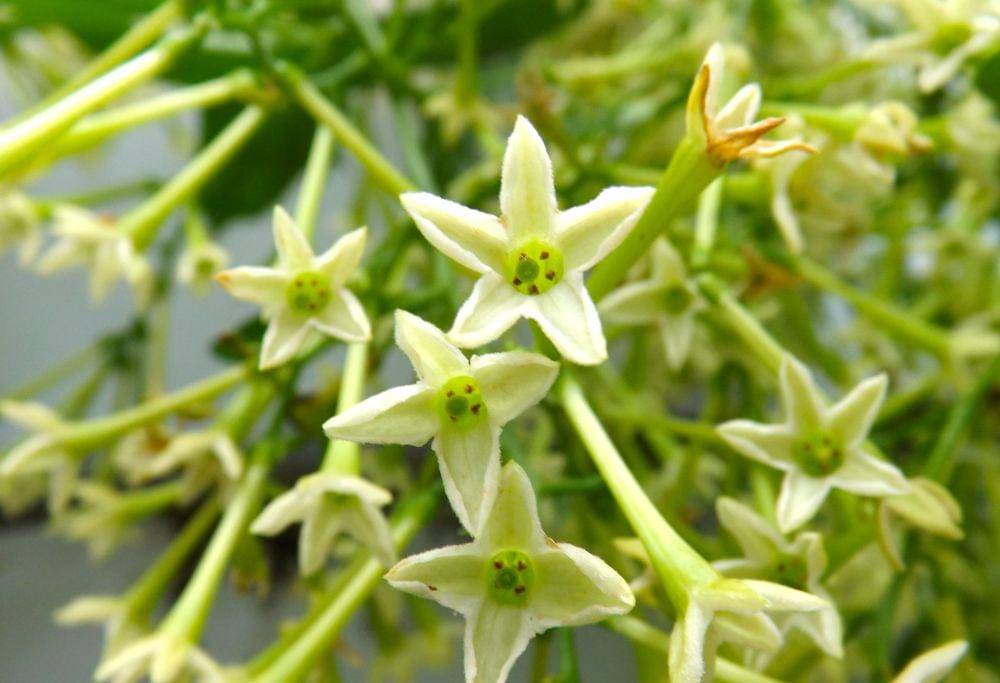 5 Fakta Menarik Arum Dalu, Mengandung Senyawa Beracun yang B | IDN Times