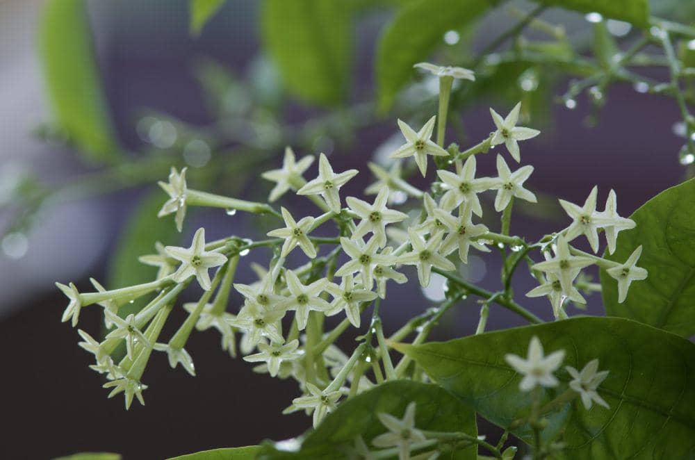 5 Fakta Menarik Arum Dalu, Mengandung Senyawa Beracun yang B | IDN Times