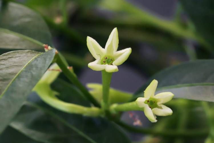 5 Fakta Menarik Arum Dalu, Mengandung Senyawa Beracun yang B | IDN Times