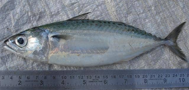 5 Fakta Ikan Kembung, Ikan Pelagis yang Ekonomis Kegemaran M | IDN Times