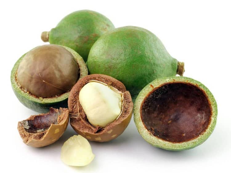 6 Fakta Pohon Kacang Macadamia, Kacang dan Kayunya Sangat Be | IDN Times