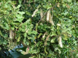 6 Fakta Pohon Kacang Macadamia, Kacang dan Kayunya Sangat Be | IDN Times