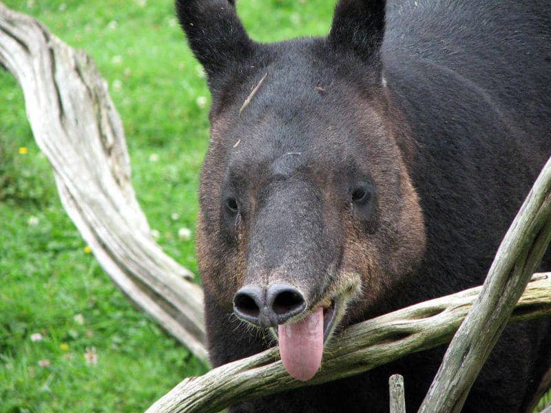 5 Fakta Unik Tapir, Satwa Langka dengan Hidung Mirip Belalai | IDN ...