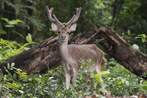 6 Spesies Rusa di Indonesia, Banyak yang Populasinya Menurun | IDN Times