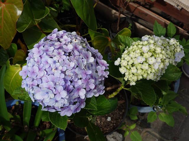 5 Fakta Hydrangea, Bunga Cantik Tumbuh dalam Kelompok Besar | IDN Times