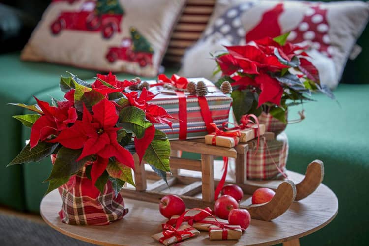 10 Fakta Unik Bunga Poinsettia, Simbol Ikonik Natal | IDN Times