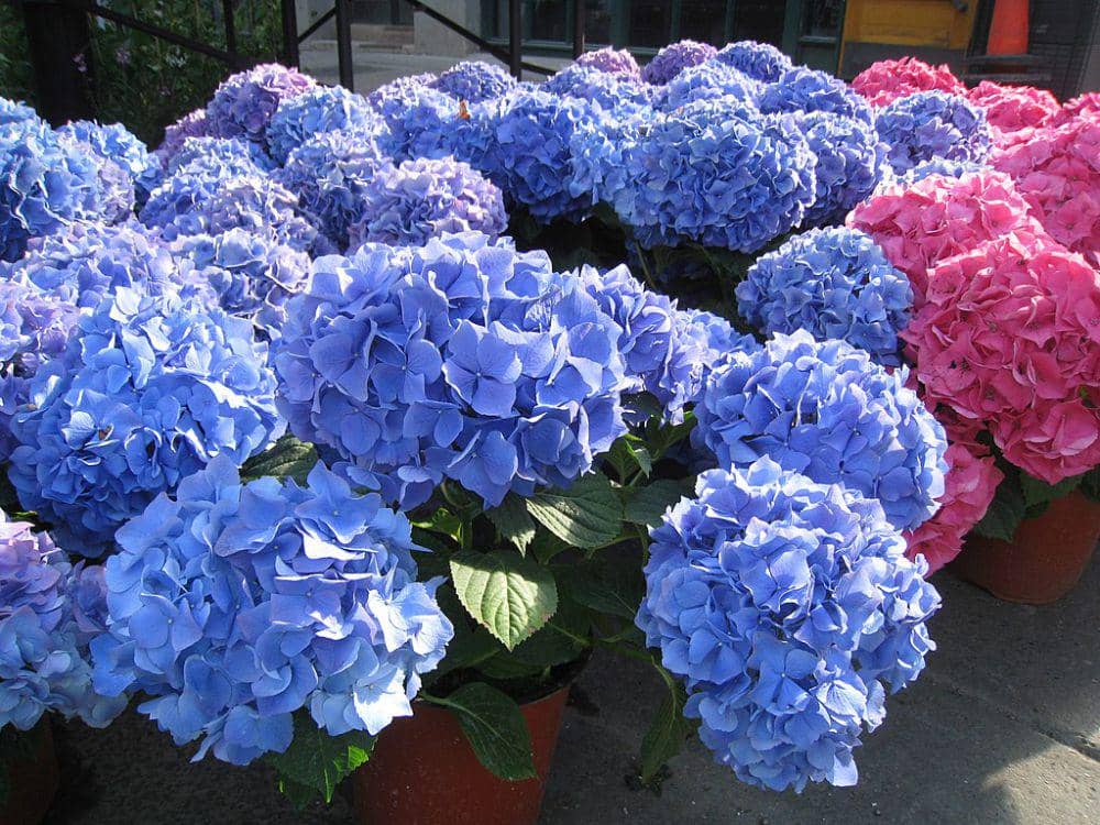 5 Fakta Hydrangea, Bunga Cantik Tumbuh dalam Kelompok Besar | IDN Times