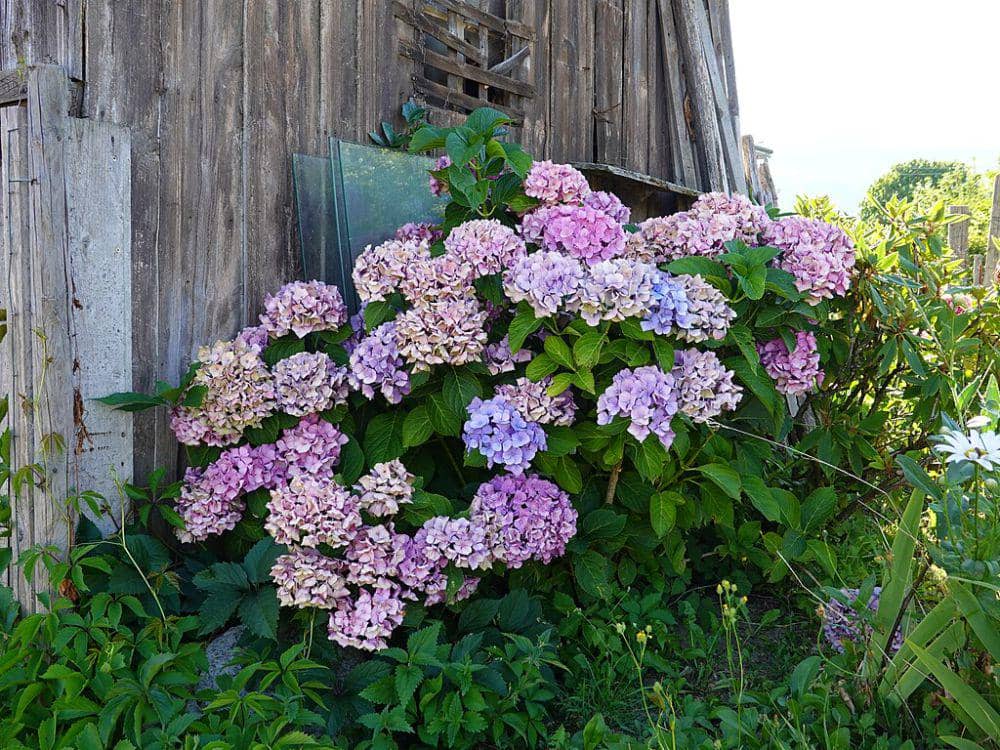 5 Fakta Hydrangea, Bunga Cantik Tumbuh dalam Kelompok Besar | IDN Times