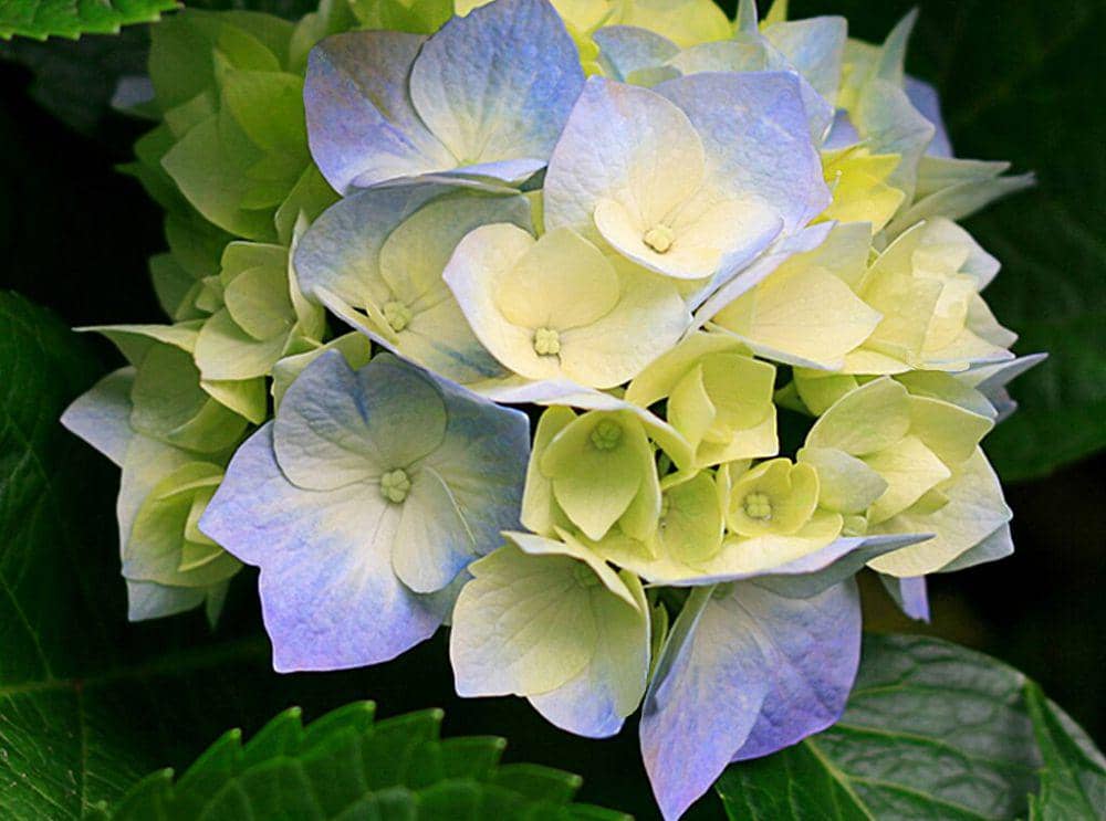 5 Fakta Hydrangea, Bunga Cantik Tumbuh dalam Kelompok Besar | IDN Times