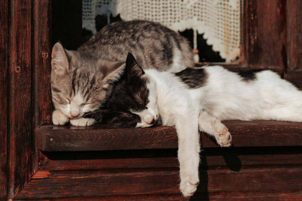 13 Kucing Paling Terkenal dalam Sejarah, Curi Perhatian! | IDN Times