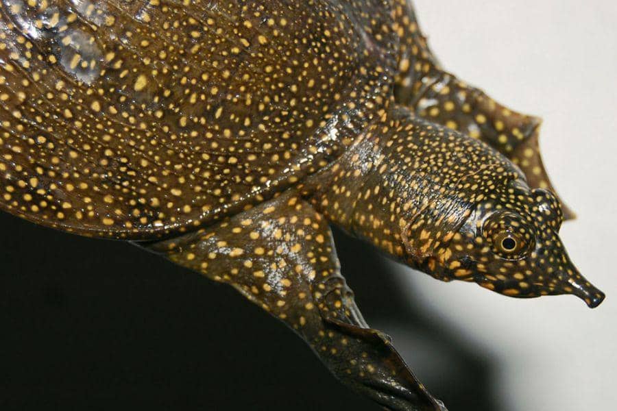 5 Perbedaan Bulus dan Kura-Kura, Habitat sampai Perilaku | IDN Times