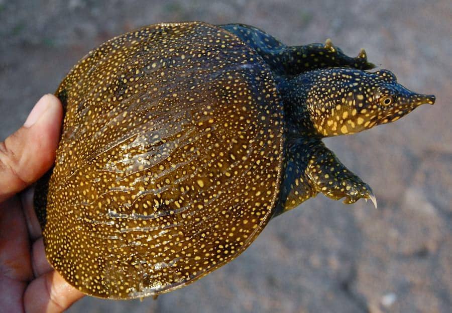 5 Perbedaan Bulus dan Kura-Kura, Habitat sampai Perilaku | IDN Times