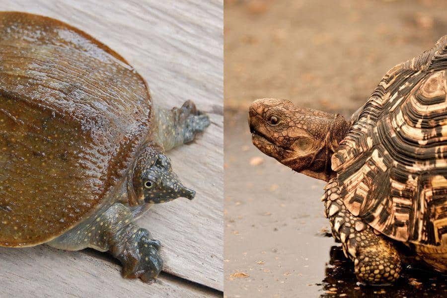 5 Perbedaan Bulus dan Kura-Kura, Habitat sampai Perilaku | IDN Times