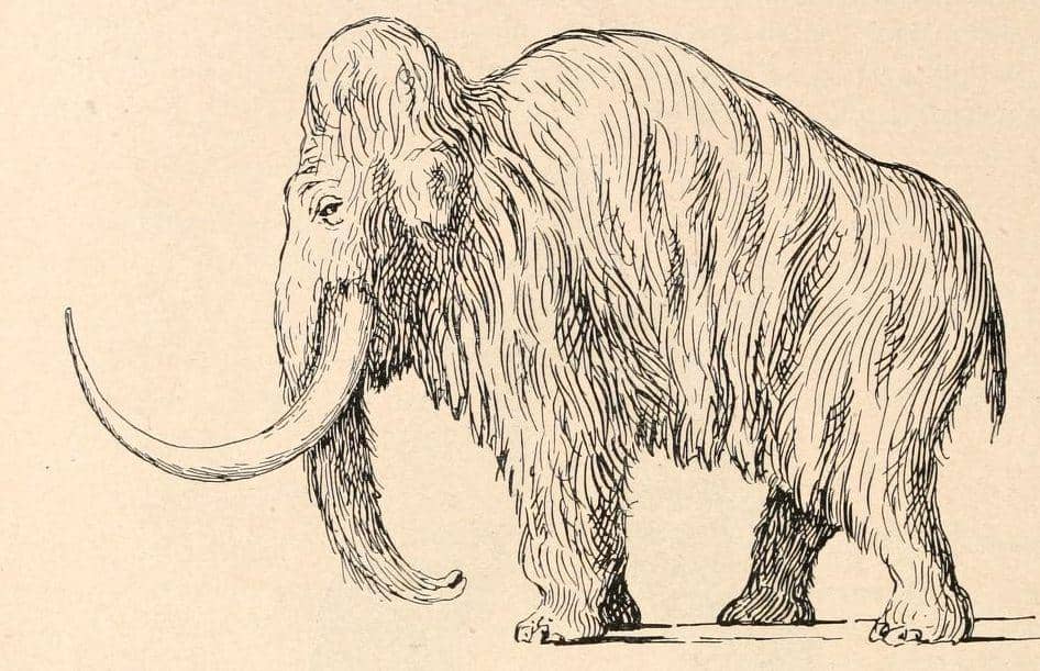 5 Fakta Mamut Berbulu, Gajah Purba yang Hidup di Zaman Es | IDN Times