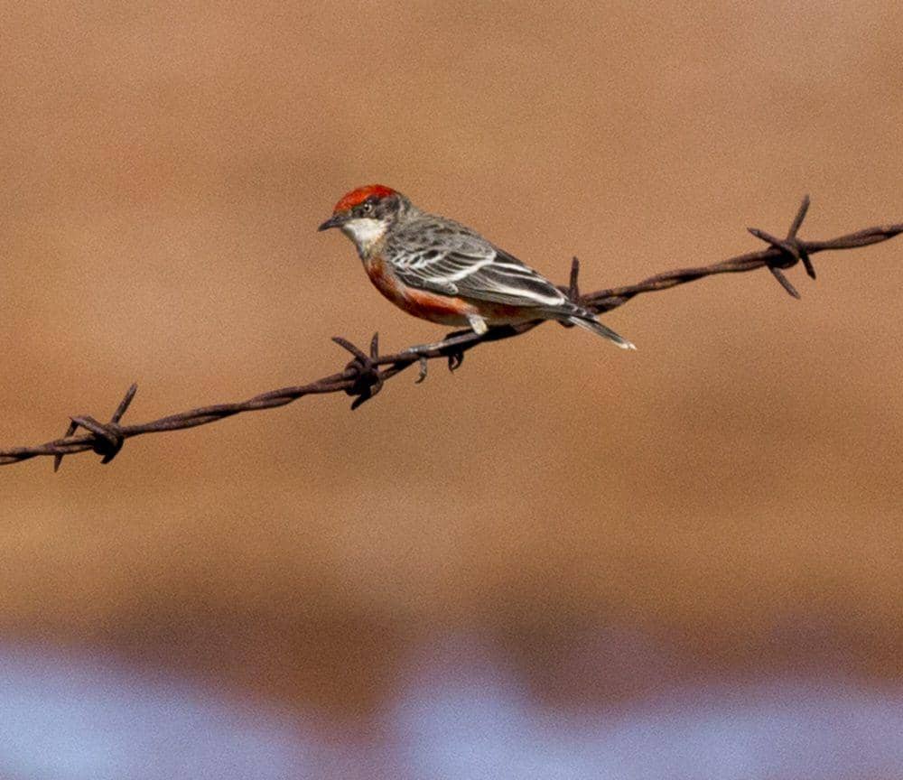 5 Fakta Crimson Chat, Berpura-pura Terluka untuk Mengelabui | IDN Times