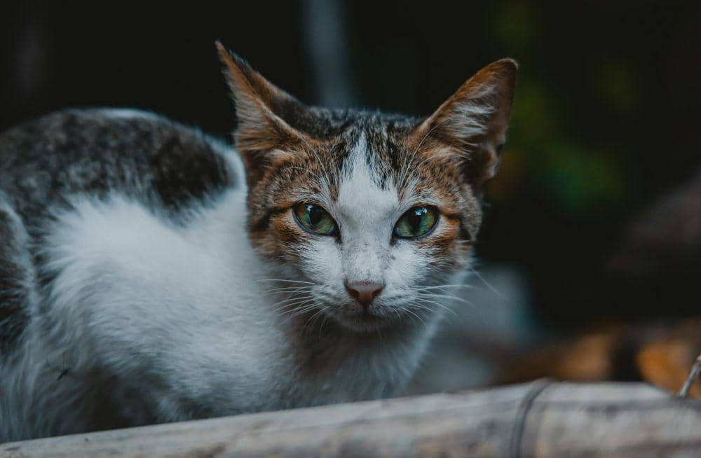 4 Fakta Ilmiah dari Mata Kucing, Bisa Menyala dalam Gelap! | IDN Times