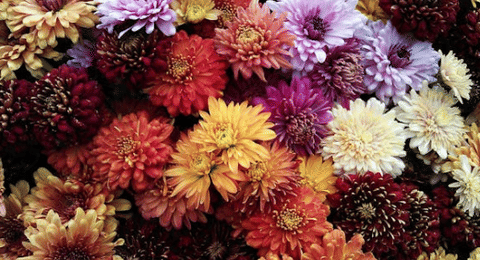 5 Manfaat Bunga Krisan di Rumah, Cantik dan Punya Khasiat Tersembunyi ...