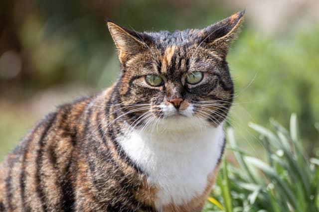 Kenapa di Turki Banyak Kucing? Ternyata Ini Jawabannya | IDN Times