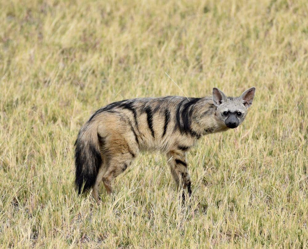 5 Fakta Menarik Aardwolf, Memiliki Gigi Berbentuk Paku yang | IDN Times