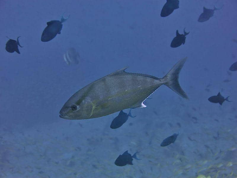 Mengenal 7 Jenis Ikan Kuwe, Family Carangidae Penghuni Lauta | IDN Times