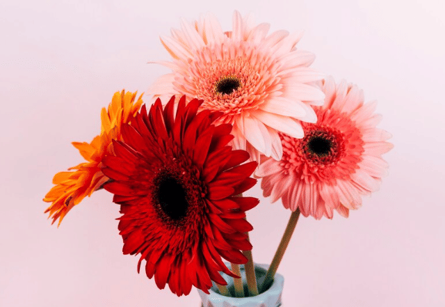 6 Varietas Bunga Musiman yang Bikin Tamanmu Makin Kece | IDN Times