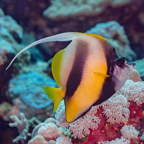 5 Fakta Teluk Aden, Penghubung Samudra Hindia dan Laut Merah | IDN Times