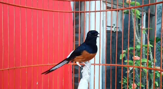 5 Burung dengan Kicauan Paling Populer, Ada yang Bisa Nyanyi | IDN Times