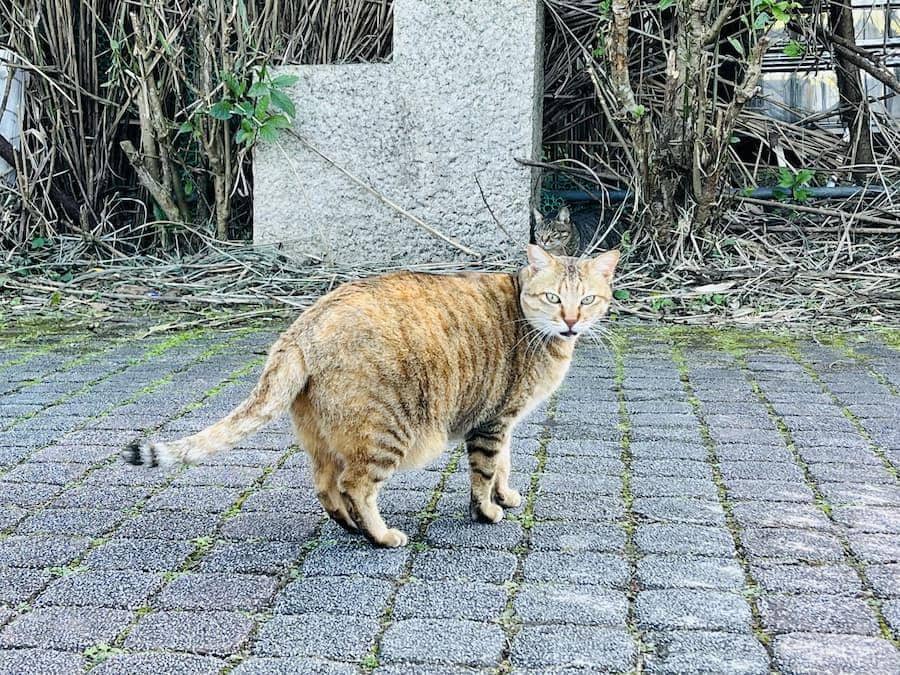 Berapa Bulan Kucing Hamil? Dan Ciri-ciri Akan Melahirkan | IDN Times