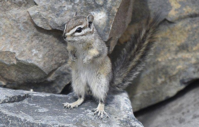 5 Fakta Menarik Least Chipmunk, Punya Masa Kehamilan Singkat | IDN Times