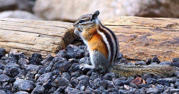 5 Fakta Menarik Least Chipmunk, Punya Masa Kehamilan Singkat | IDN Times