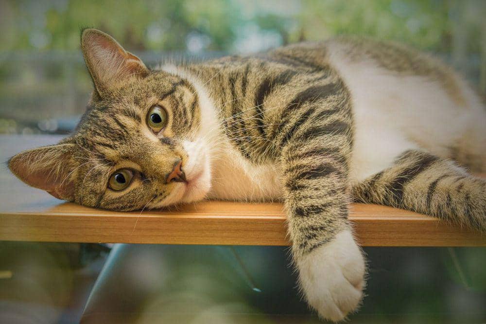 5 Fakta Kucing Tabby, Bisa Dijumpai di Seluruh Dunia | IDN Times