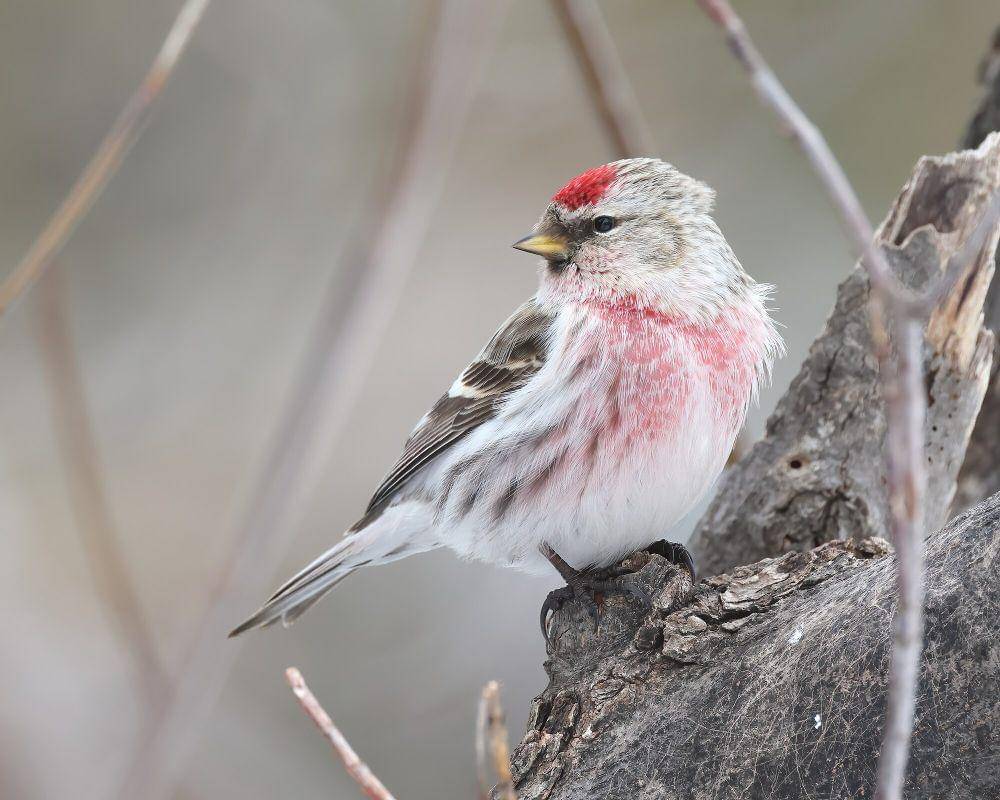 5 Fakta Common Redpoll, Tidak Semua Populasi Bermigrasi! | IDN Times