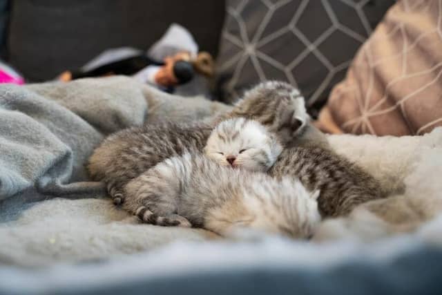 Kapan Anak Kucing Membuka Mata? Berikut Perkembangannya | IDN Times