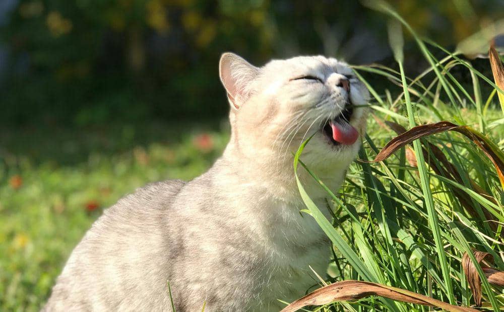 5 Kelakuan Absurd Kucing yang Cuma Bisa Dimaklumi Cat Lovers | IDN ...