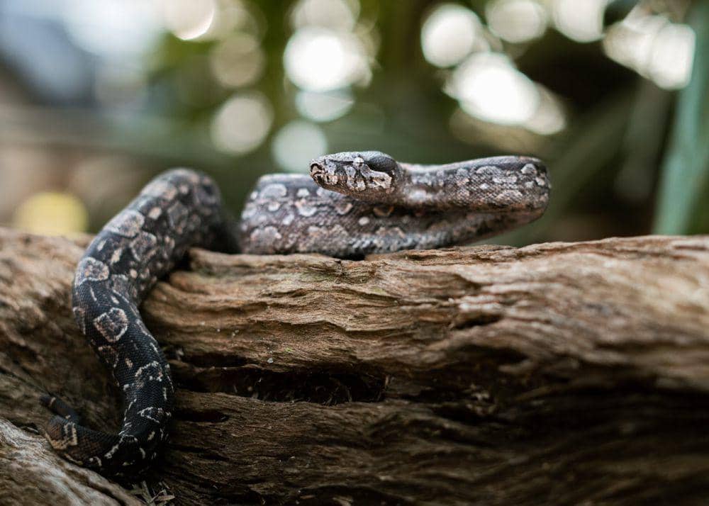 Fakta Kulit Bersisik Reptil | IDN Times