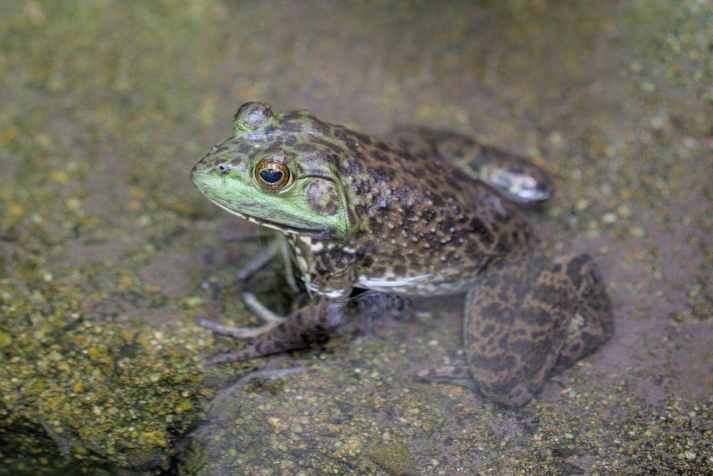 Apakah Daging Katak Aman Dikonsumsi Manusia? | IDN Times