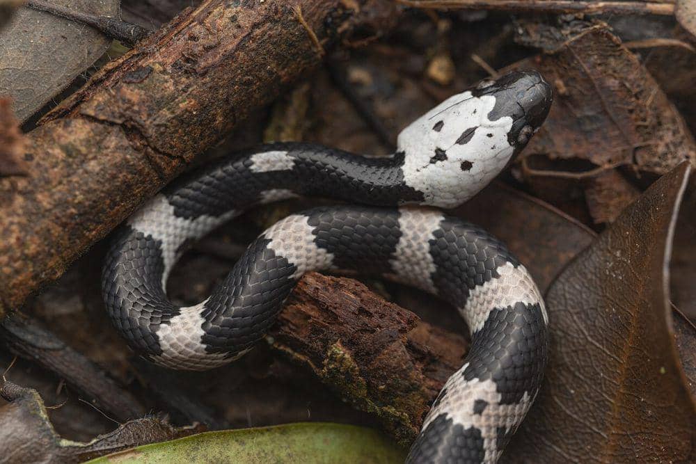 5 Fakta Unik dan Menarik Genus Lycodon, si Kecil Bergigi Ser | IDN Times