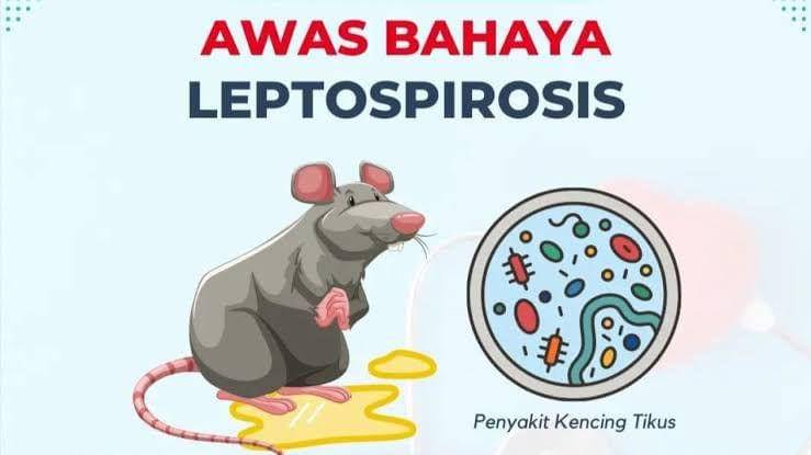 Waspada Leptospirosis Saat Musim Hujan, Jangan Abaikan Genangan Air ...