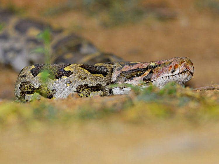 5 Fakta Piton India, Dapat Berpuasa Selama 2 Tahun | IDN Times