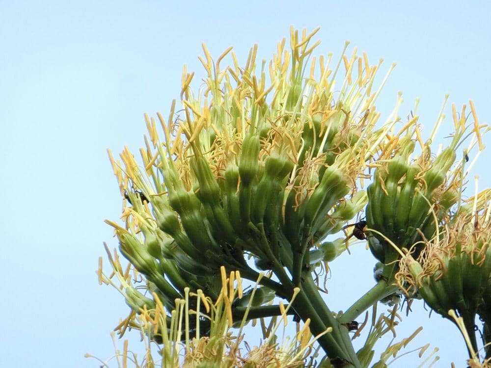 5 Fakta Tanaman Agave, Hanya Berbunga Sekali Seumur Hidup | IDN Times